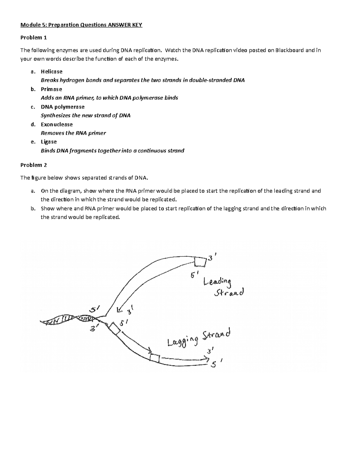Module 5, Preparation Questions, DNA replication, Answer KEY - Module 5 ...