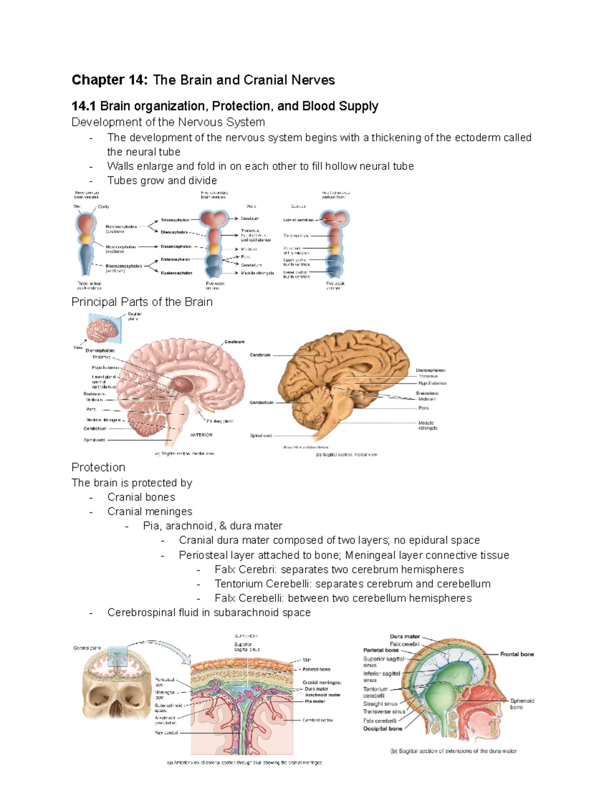 Chapter 14- The Brain and Cranial Nerves - ) Walls Ventricles and Can ...