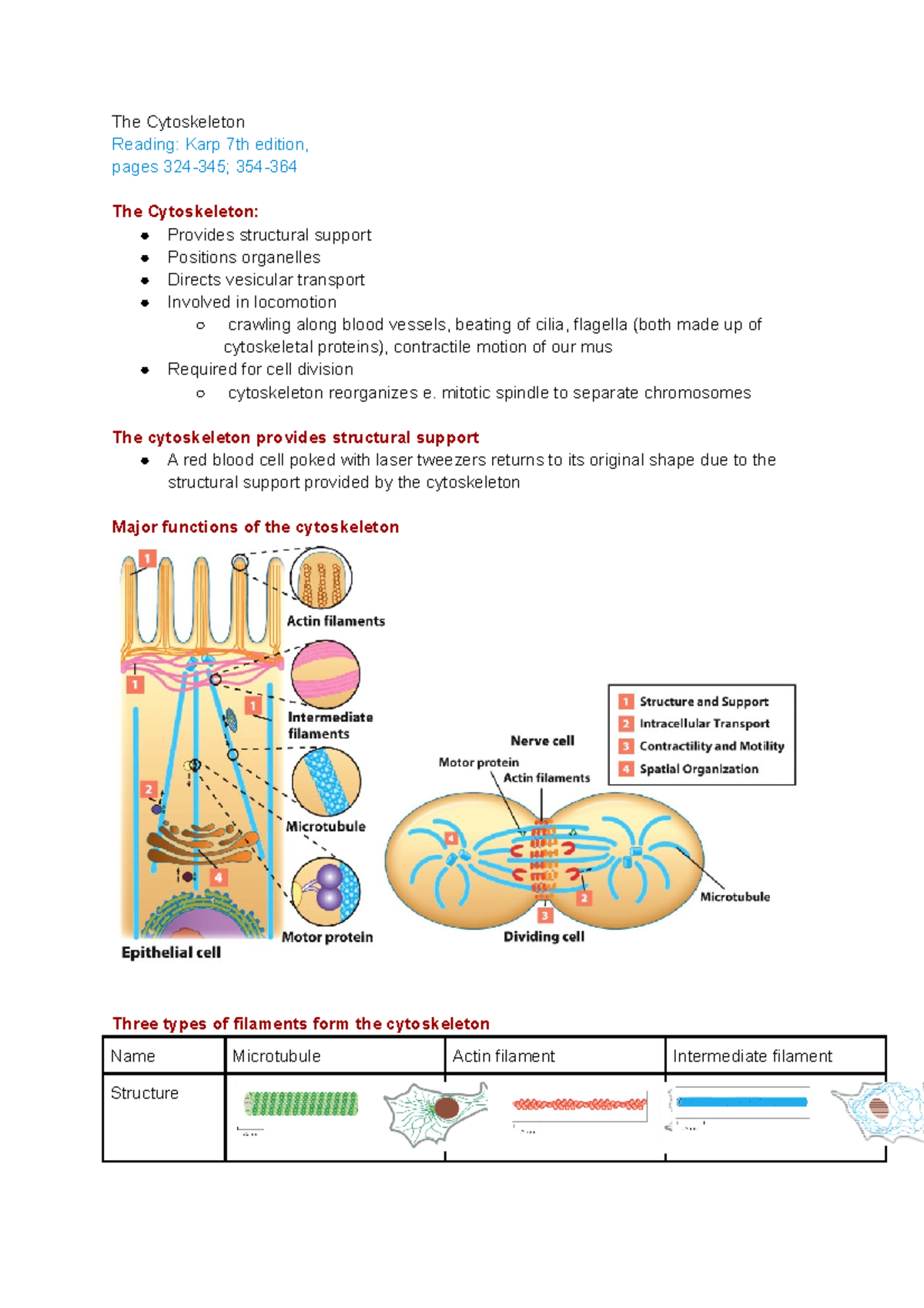 Week 4 - The Cytoskeleton - The Cytoskeleton Reading: Karp 7th edition ...