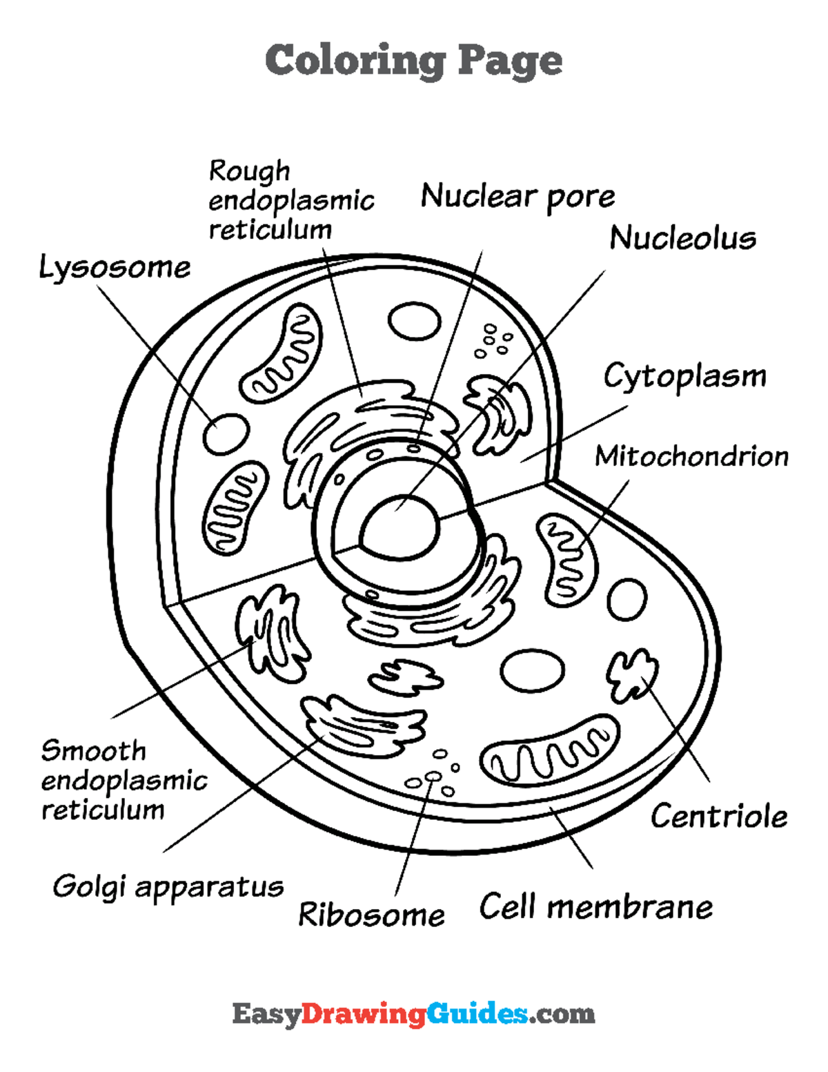 Animal cell guide - BIOSC-126 - Coloring Page EasyDrawingGuides - Studocu