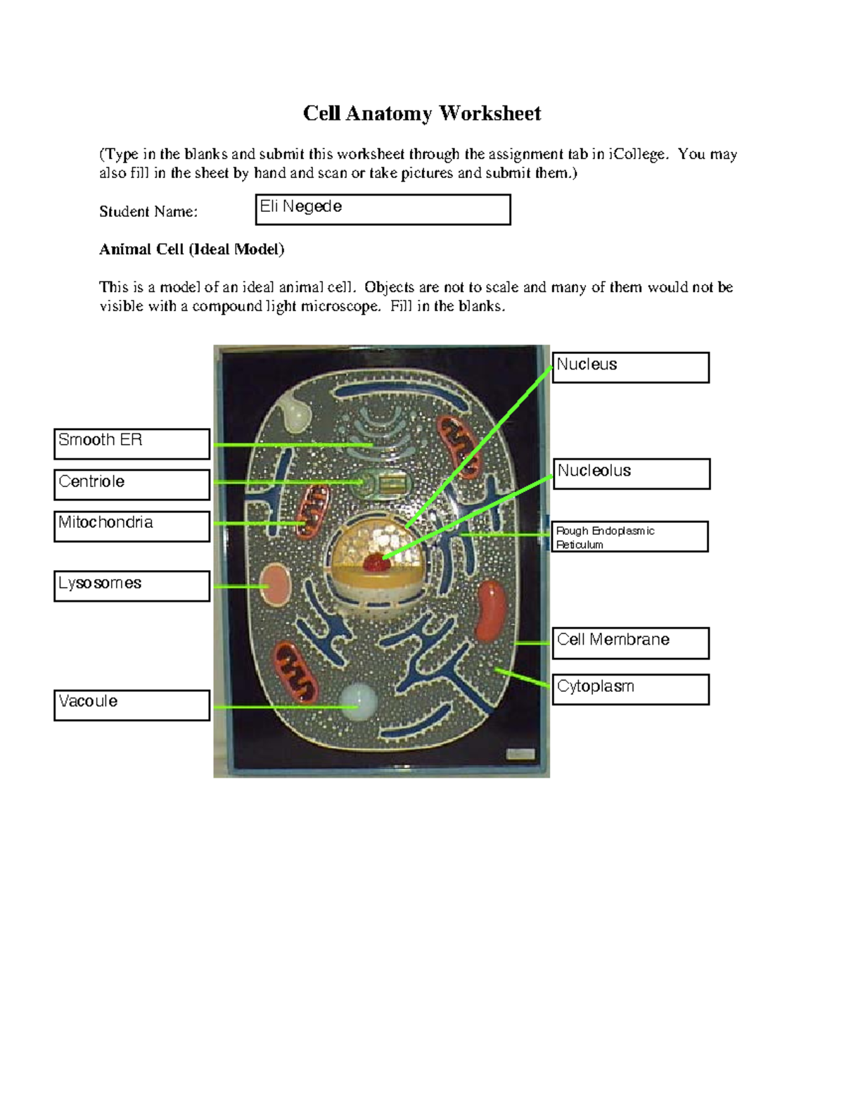 Cell Anatomy Worksheet - Cell Anatomy Worksheet (Type in the blanks and ...