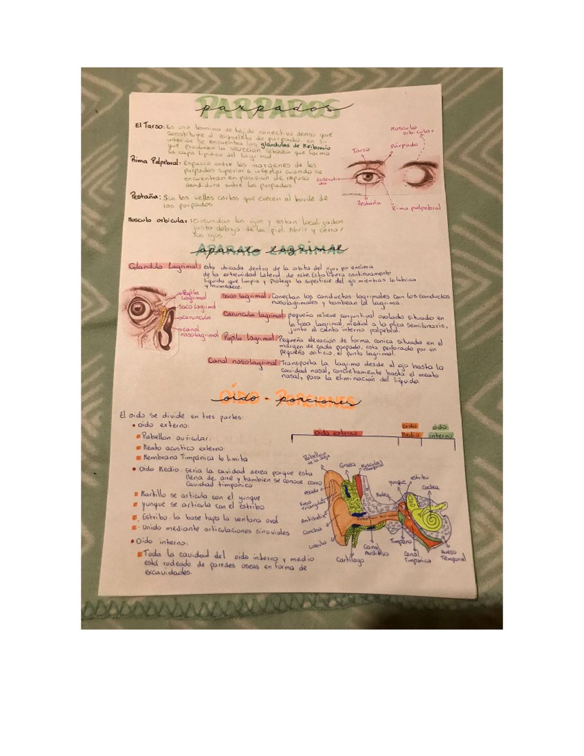 Parpado - apuntes de anatomía - anatomia - Studocu