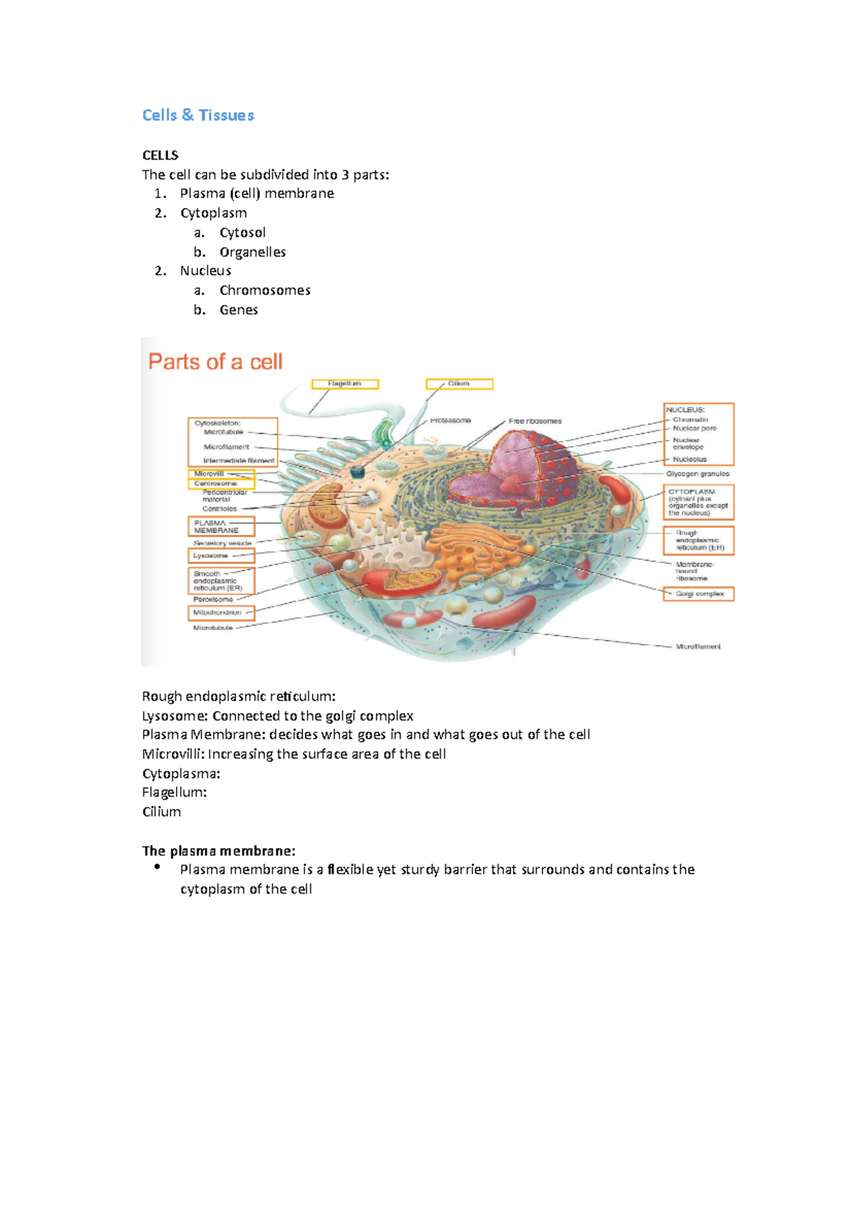 Anatomy Cells and Tissues - Cells & Tissues CELLS The cell can be ...