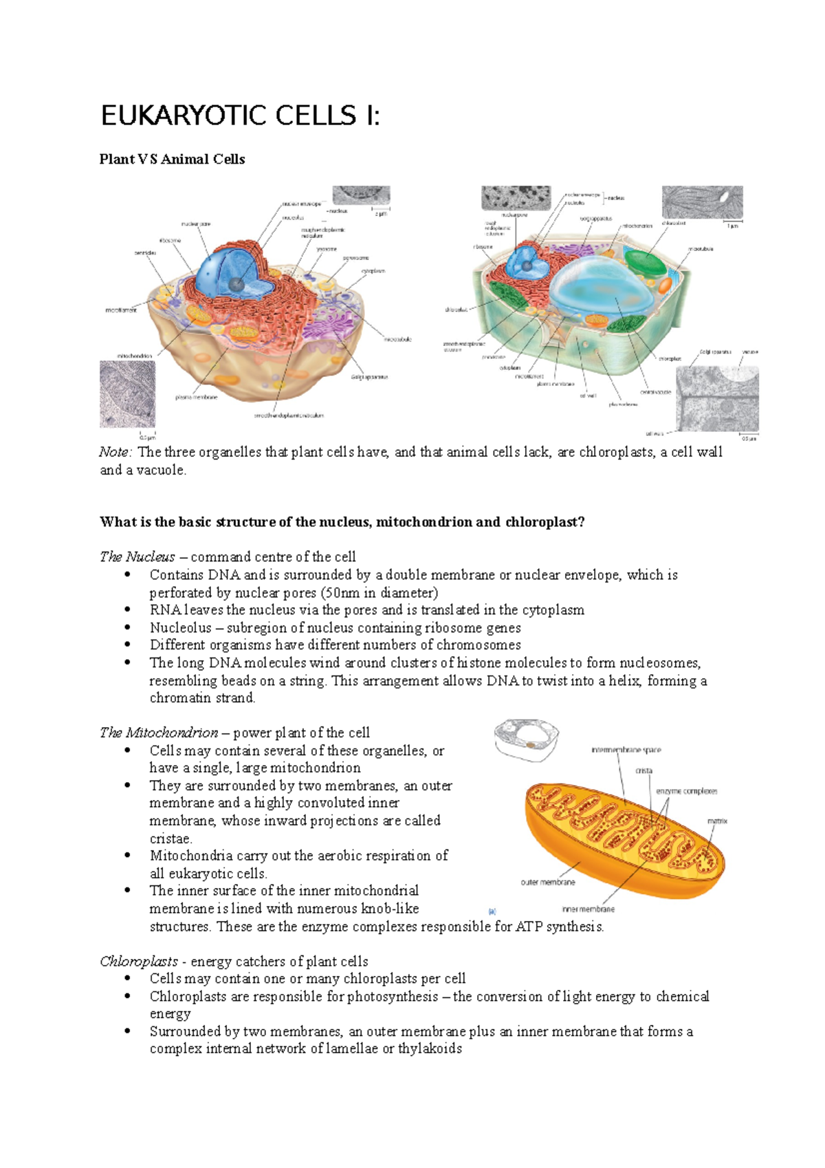 Eukaryotic Cells I - EUKARYOTIC CELLS I: Plant VS Animal Cells Note ...