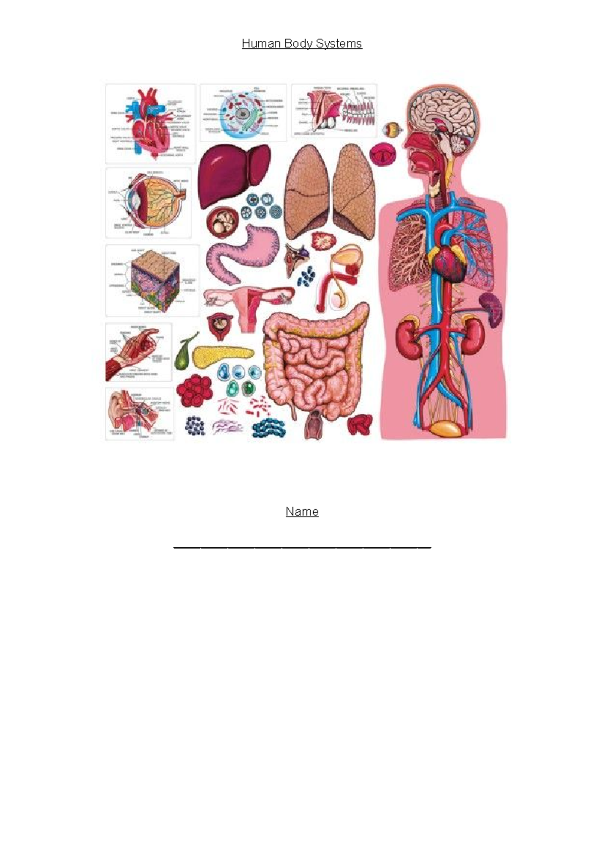 Human Body Systems - Human Body Systems Name Levels of Organisation Put ...
