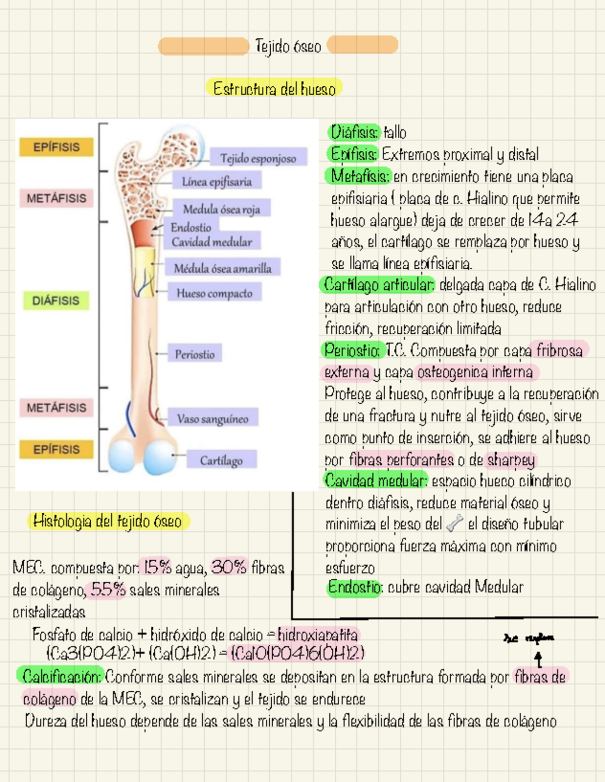 Tejido Óseo - Curso básico de medicina - Tejido óseo Estructura del ...
