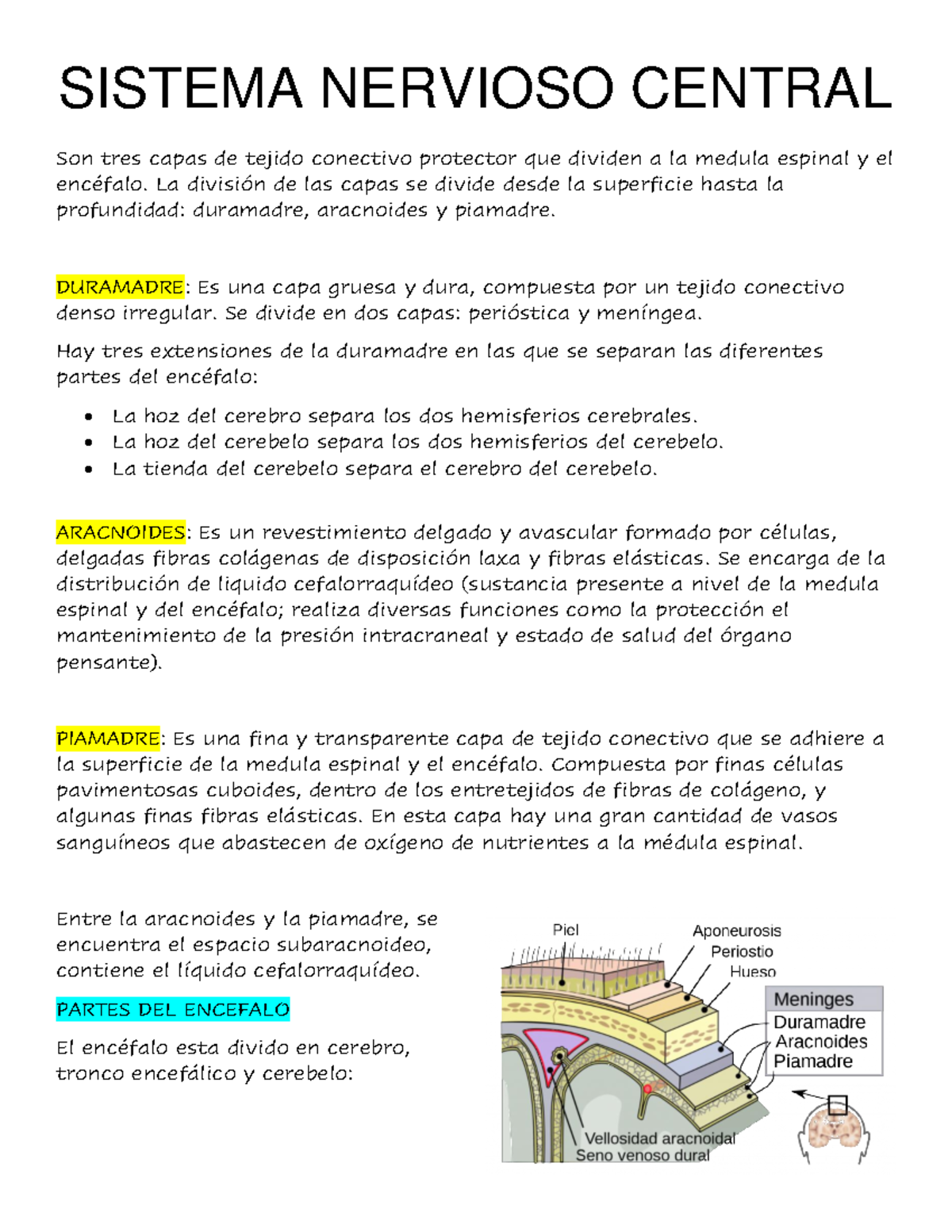 Sistema Nervioso Central - MENINGES Son tres capas de tejido conectivo protector que dividen a ...