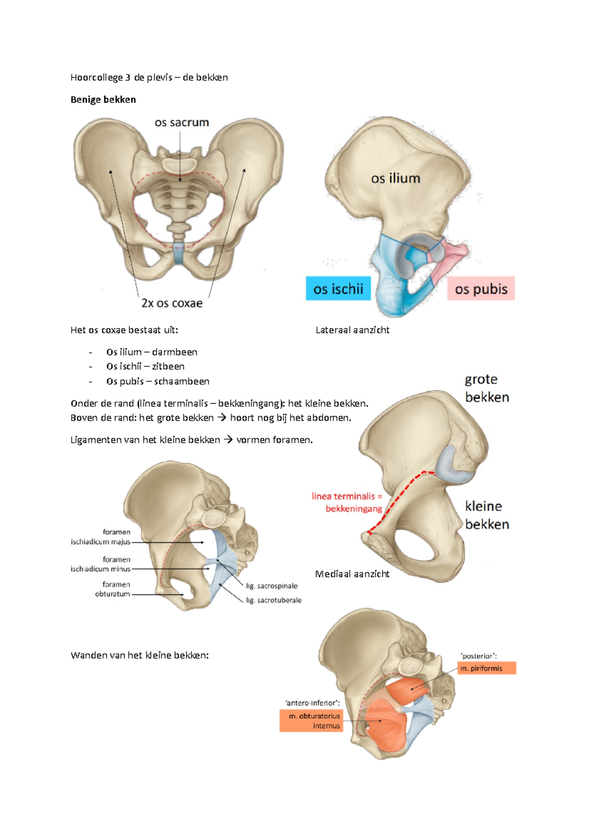 De pelvis - Hoorcollege 3 de plevis – de bekken Benige bekken Het os ...