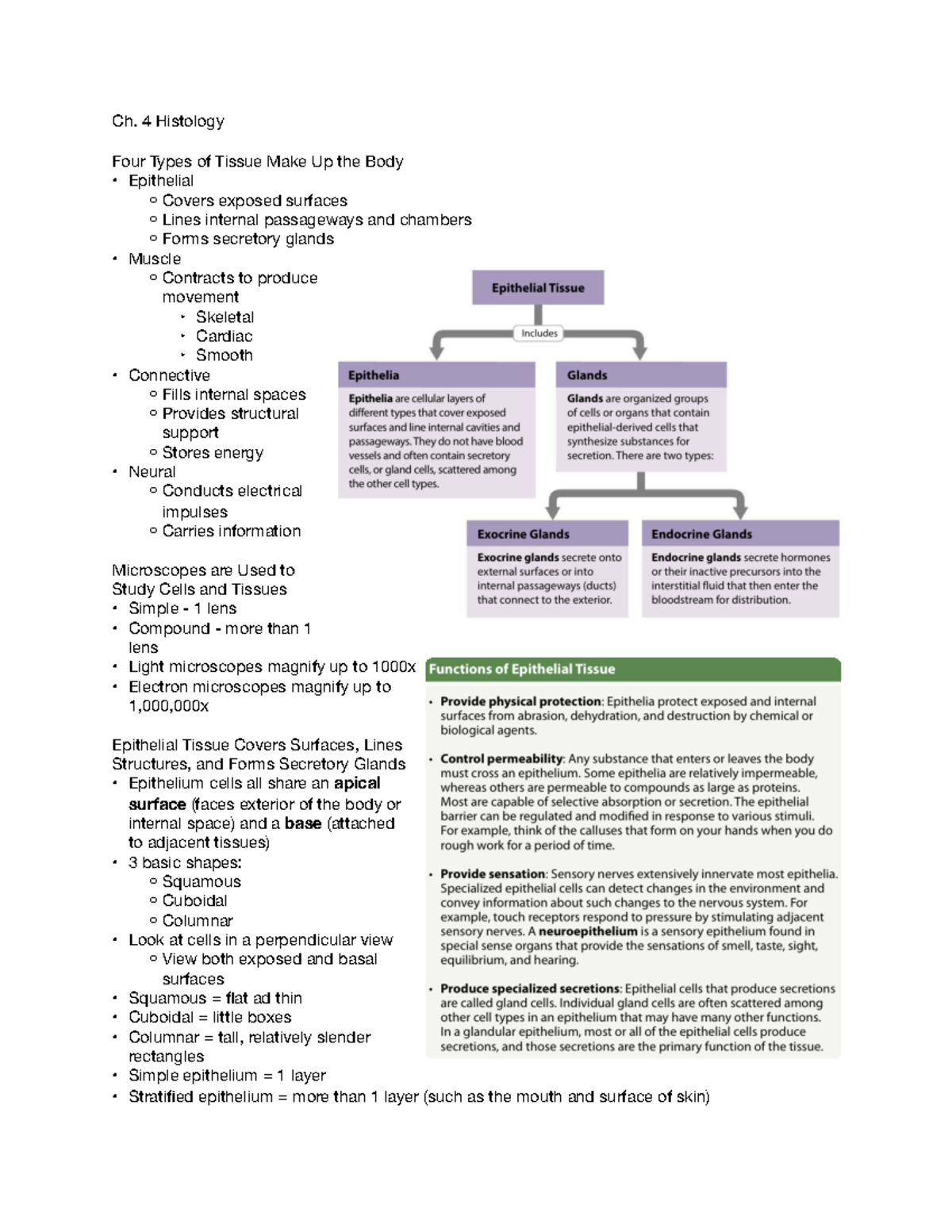 Ch. 4 Histology - Lecture over tissue types - Ch. 4 Histology Four ...