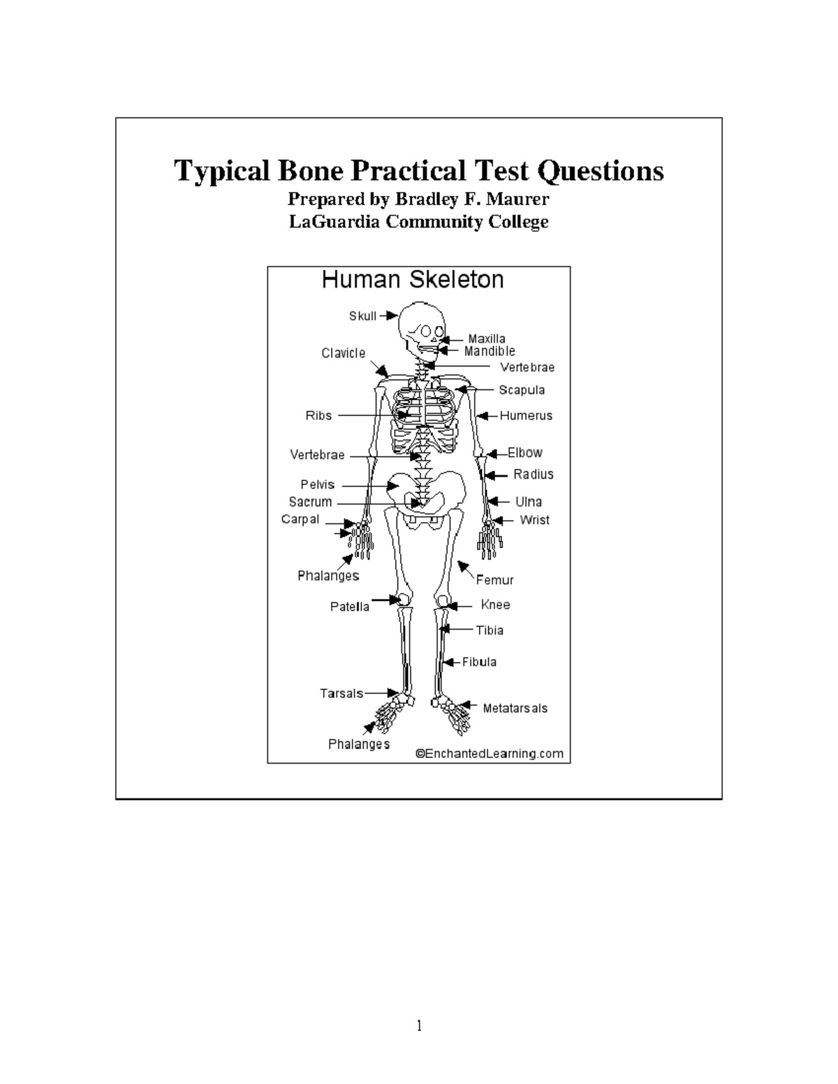 Bone Practical Self Test - Typical Bone Practical Test Questions ...