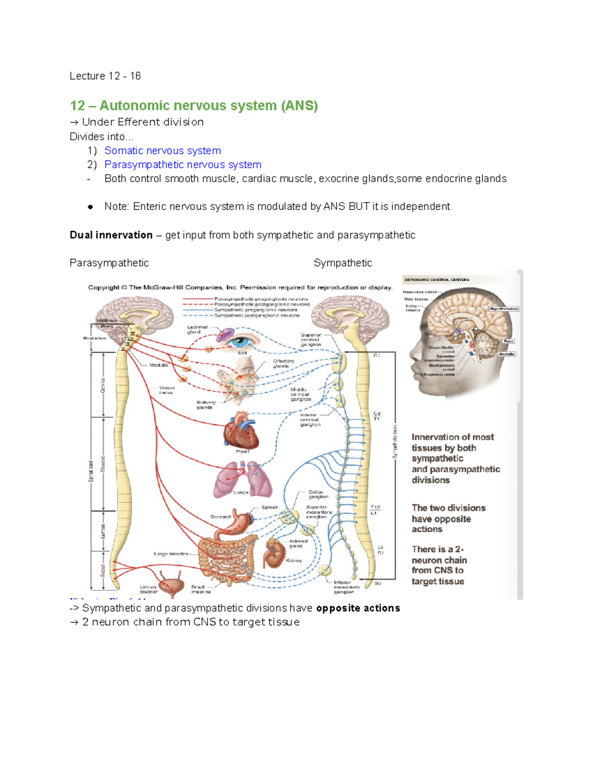 Neuroscience – Exam #3 (Study Guide) - Lecture 12 - 16 12 – Autonomic ...