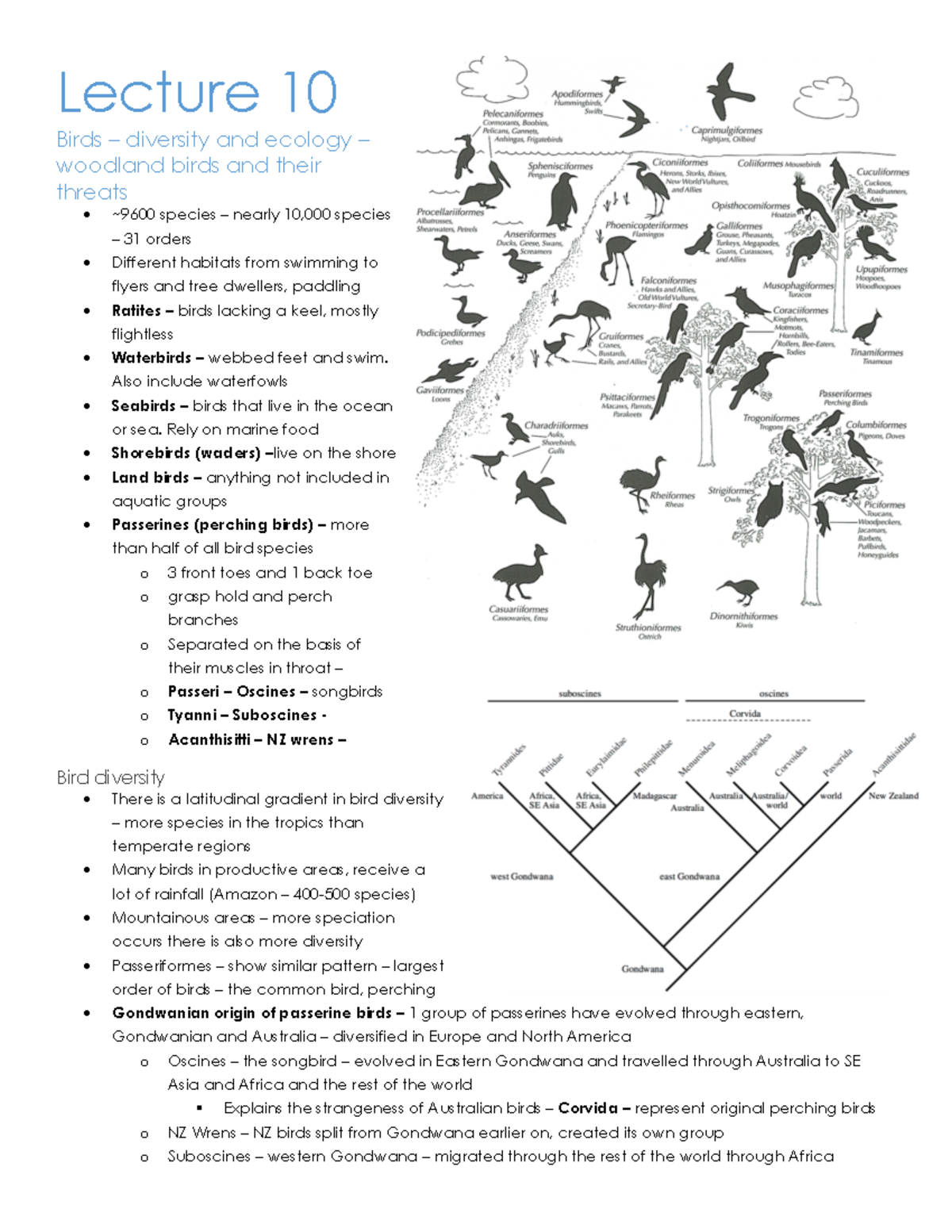 Lecture 10 - Birds - diversity and ecology - Lecture 10 Birds diversity ...