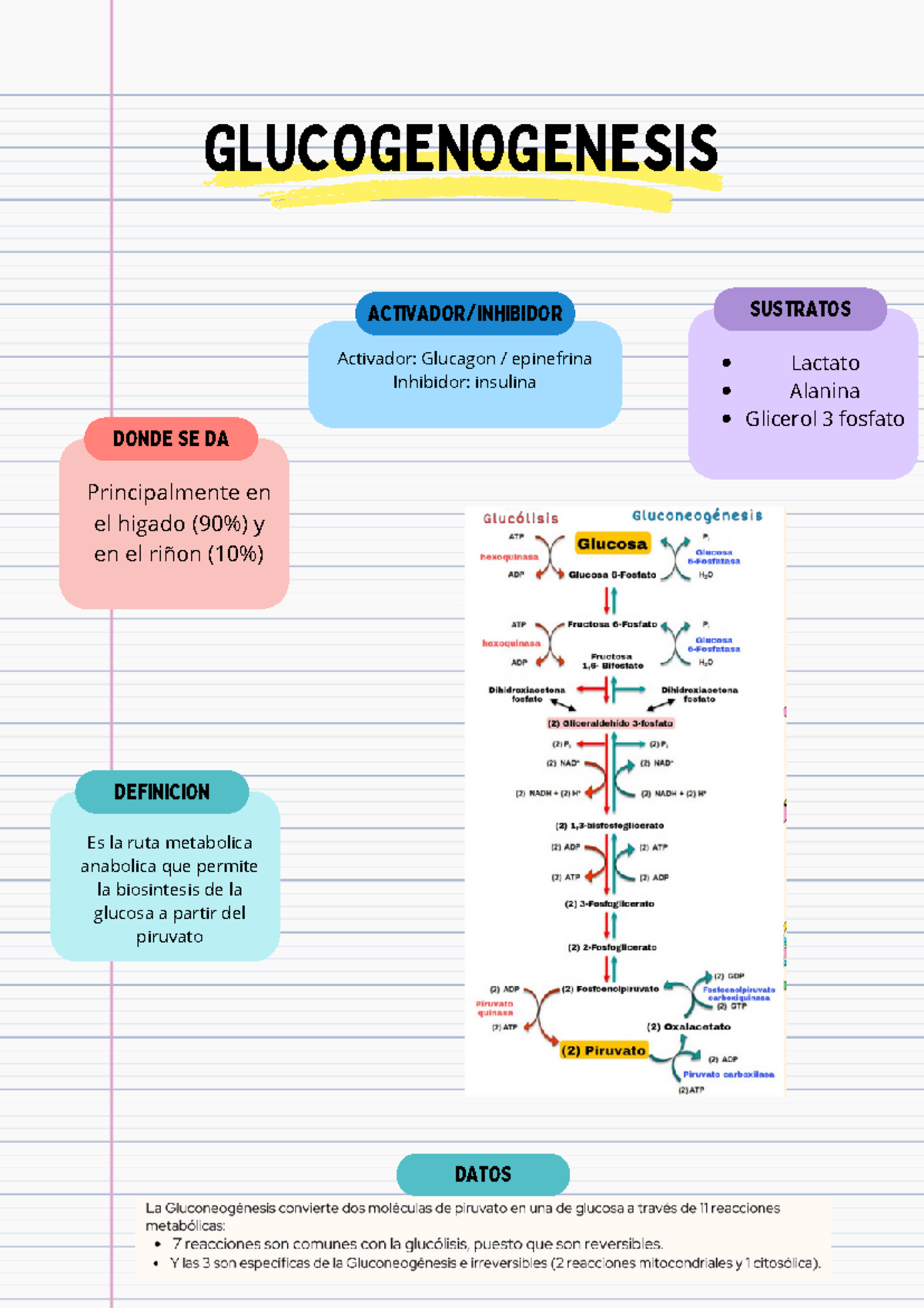 Glucogenogenesis y glucolisis - Bioquímica - ACTIVADOR/INHIBIDOR ...