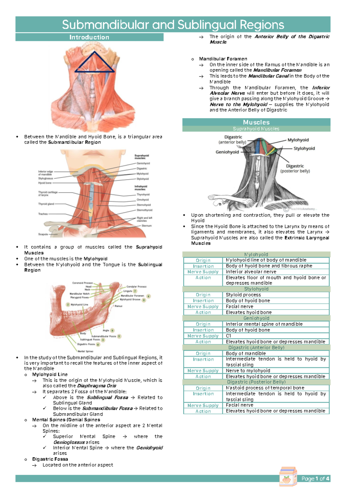 10.1 Submandibular and Sublingual Regions - ECA Facial A. Facial A ...