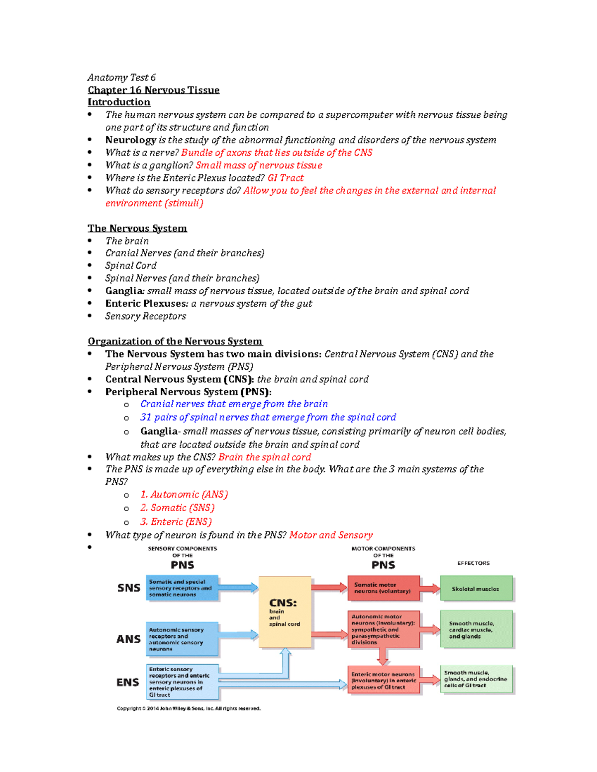 Human Anatomy Test 6 - Anatomy Test 6 Chapter 16 Nervous Tissue ...