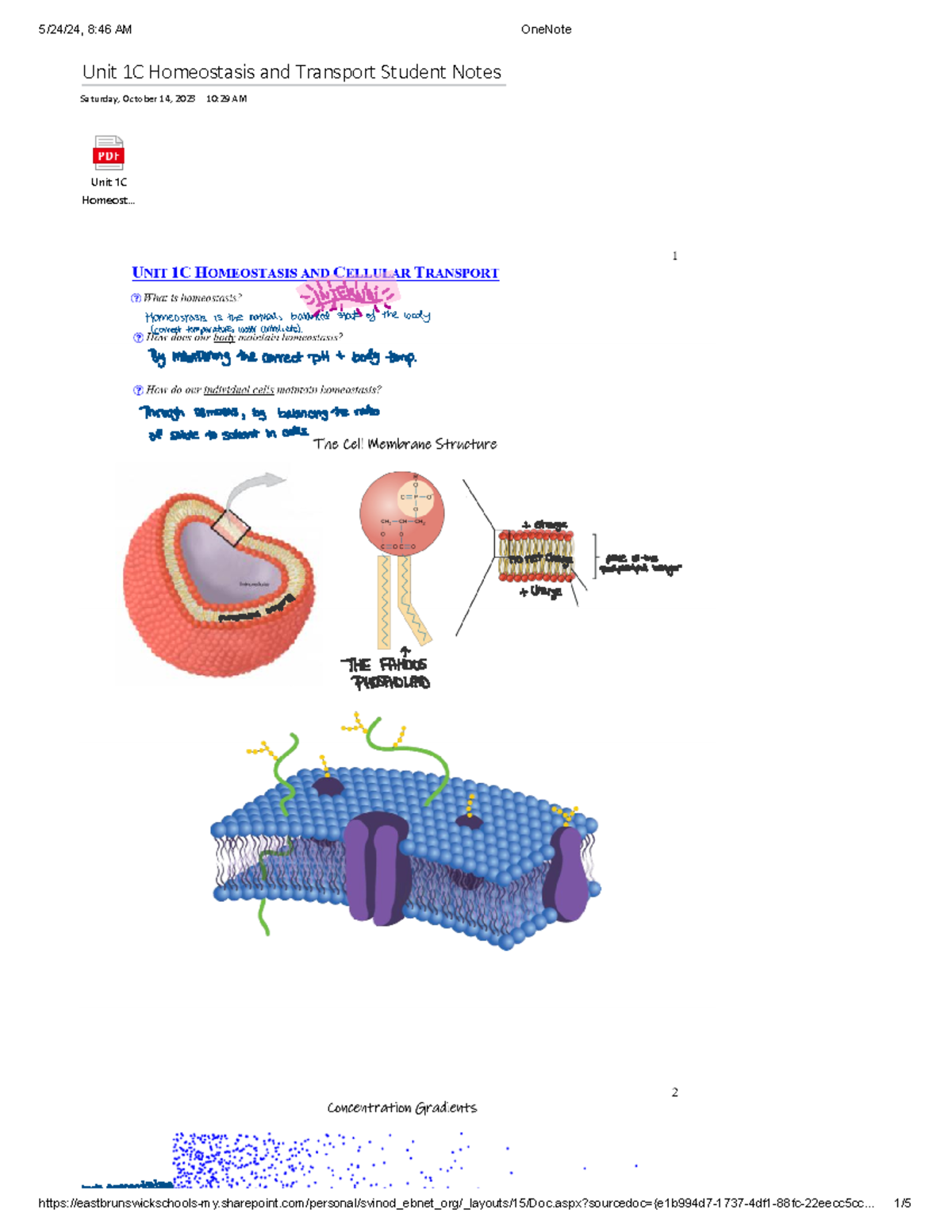 1c homeostasis - Unit 1C Homeostasis and Transport Student Notes ...