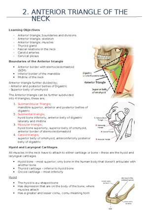 1. Posterior Triangle of the Neck - Note: vertebral arteries originate ...