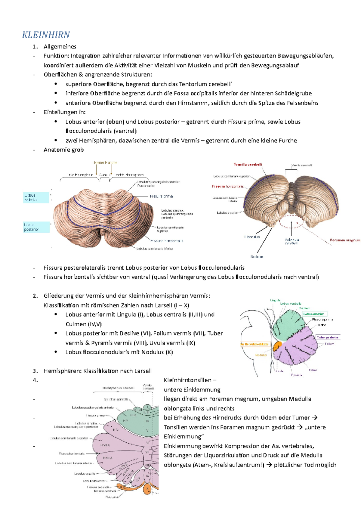 Kleinhirn richtig - KLEINHIRN Allgemeines Funktion: Integration ...
