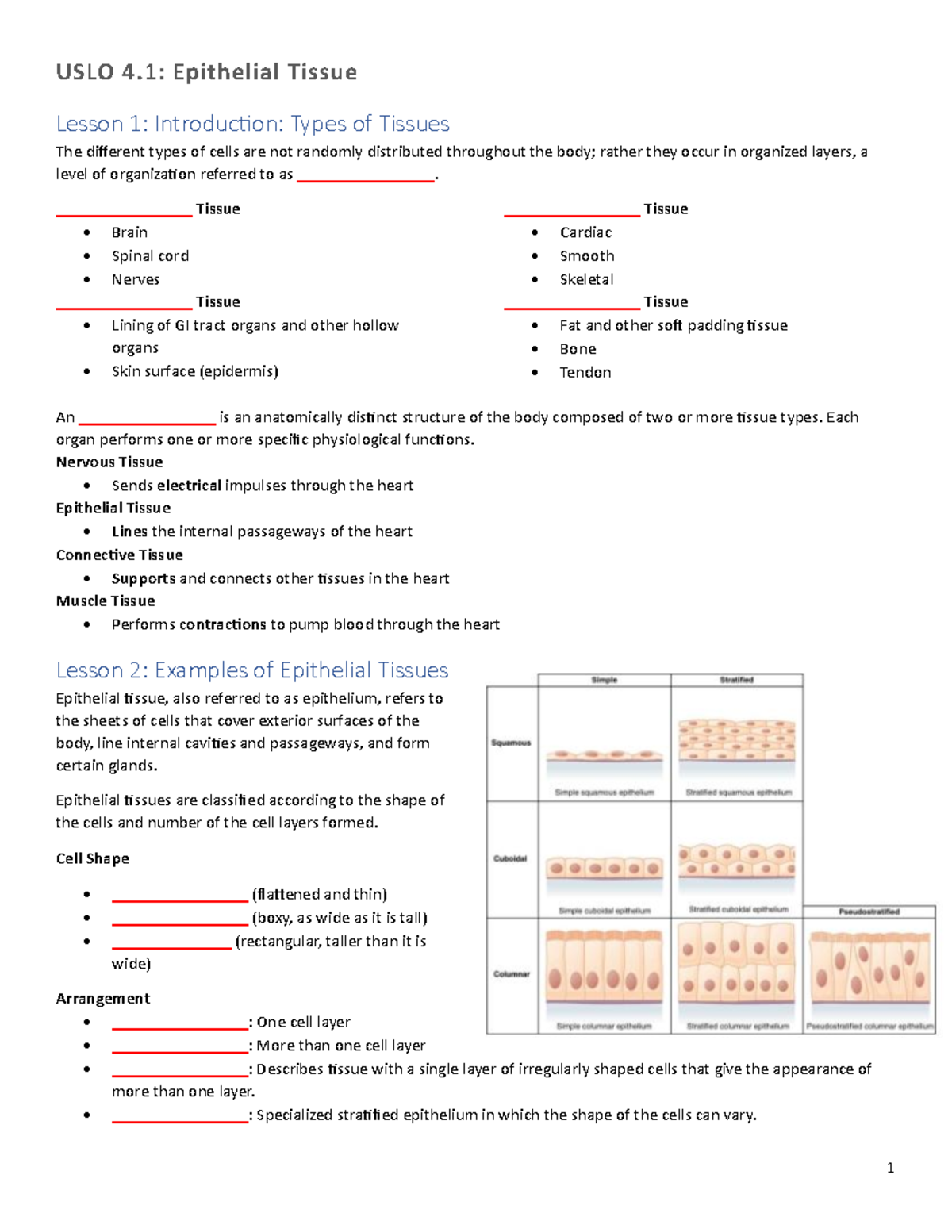 USLO 4 Student-1 - Epithelial tissue - USLO 4 .1: Epithelial Tissue ...