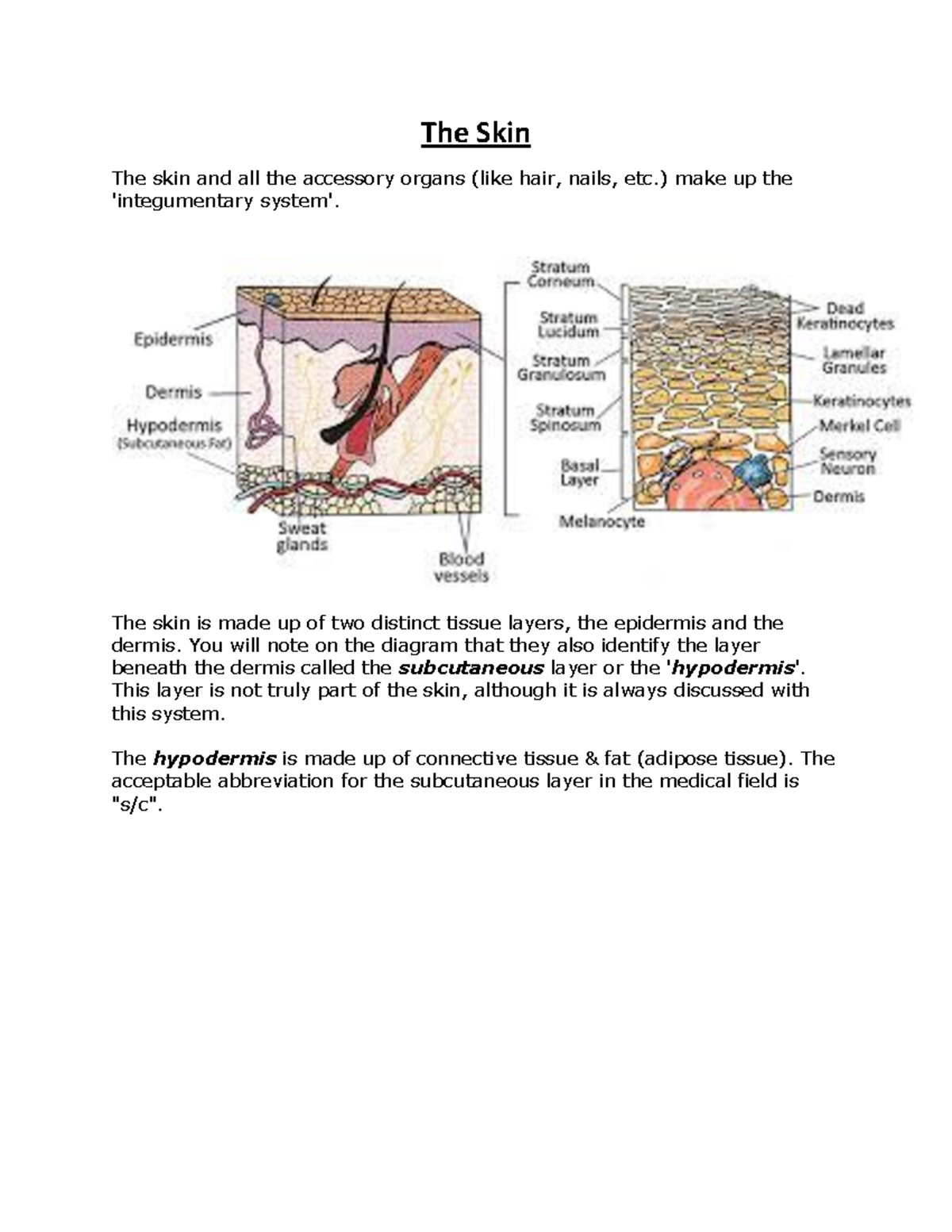 PARA 128 - Integumentary - SUPP - Skin Notes - The Skin The skin and ...
