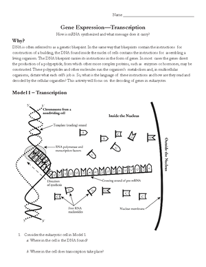 DNA Quiz ESL - Bilingual studies for ESL students - DNA QUIZ NAME - Studocu