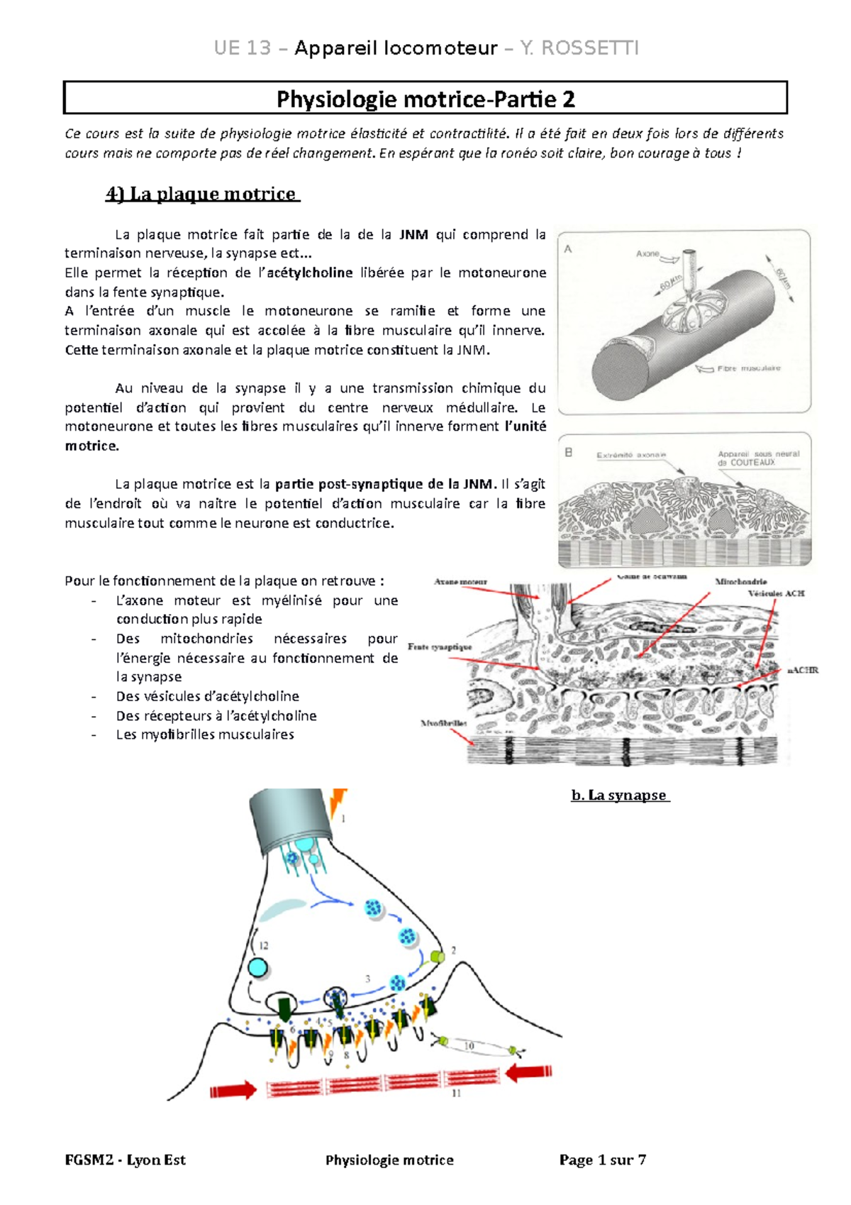 Muscle 2 synapse - Résumé de cours Licence médecine. - Physiologie ...