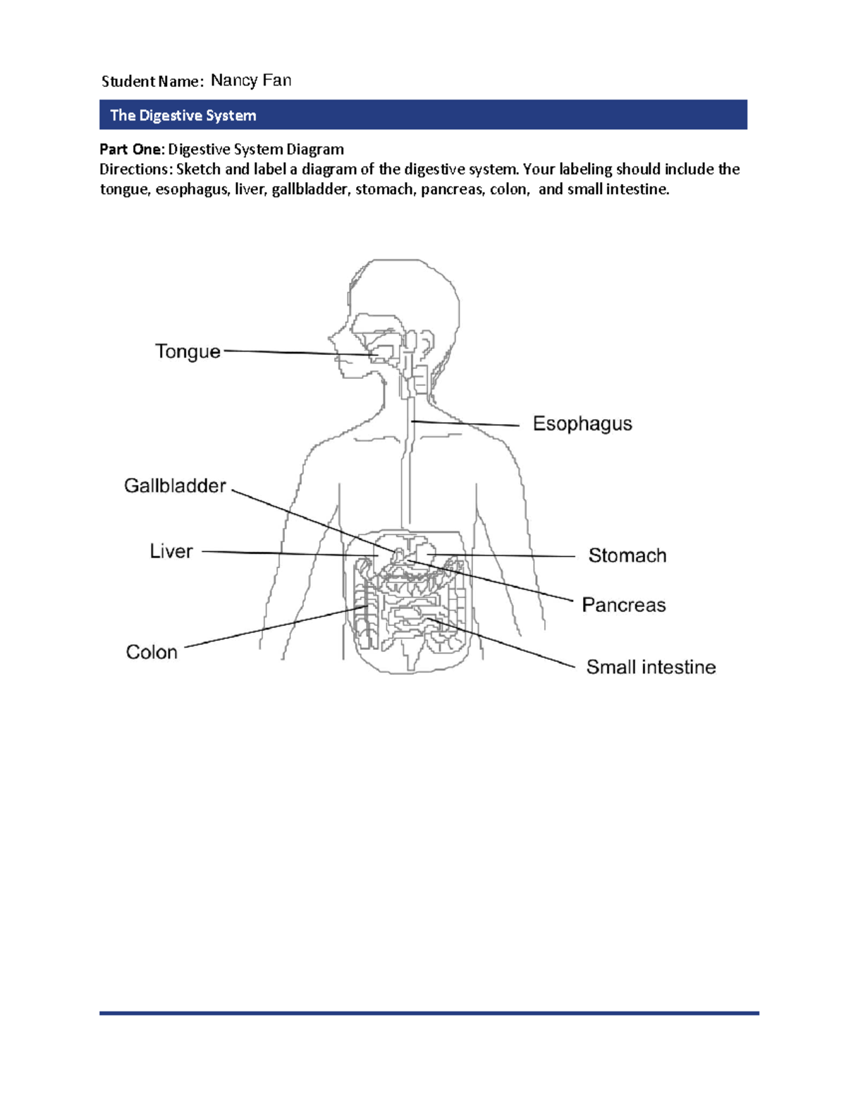 7.4 Digestive System worksheet - Student Name: The Digestive System ...