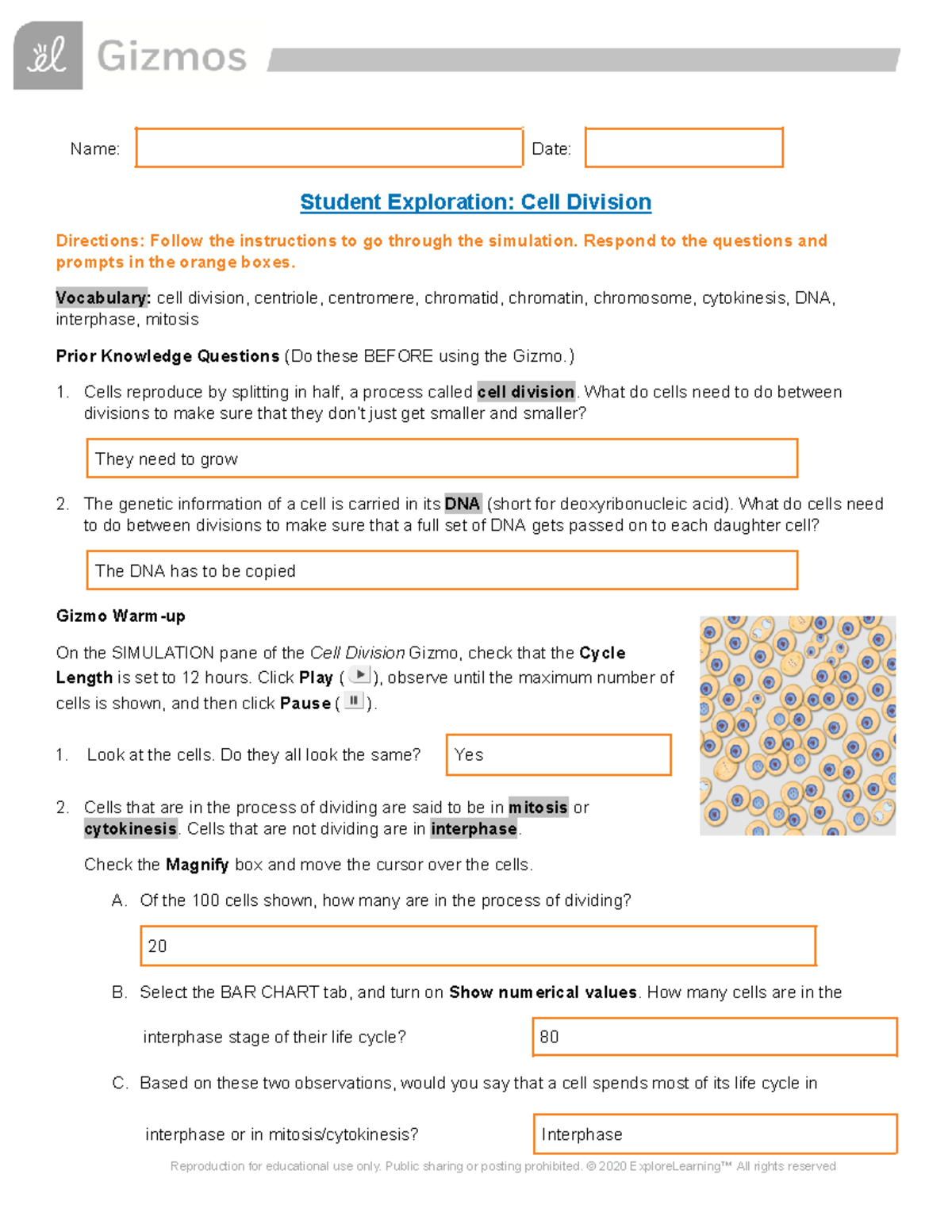Cell Division Gizmo Student Worksheet - Name: Date: Student Exploration ...