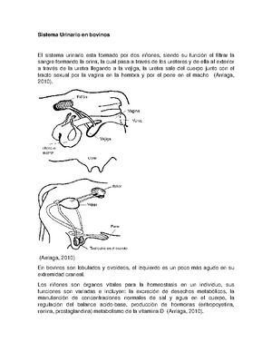 Apoptosis y Muerte Somática - APOPTOSIS Y MUERTE SOMÁTICA APOPTOSIS Y ...
