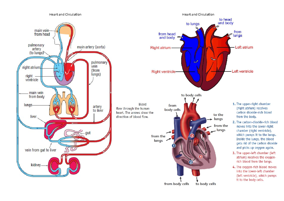 Heart and Circulation TO Print - Heart and Circulation Heart and ...