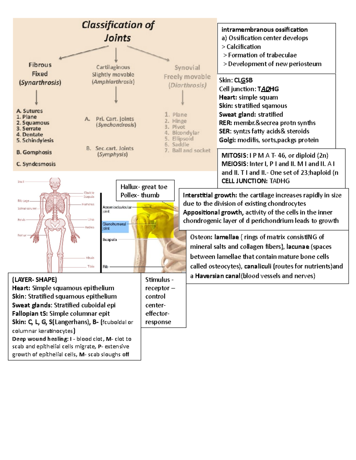 Jointsquiz - classification of joint - Hallux- great toe Pollex- thumb ...