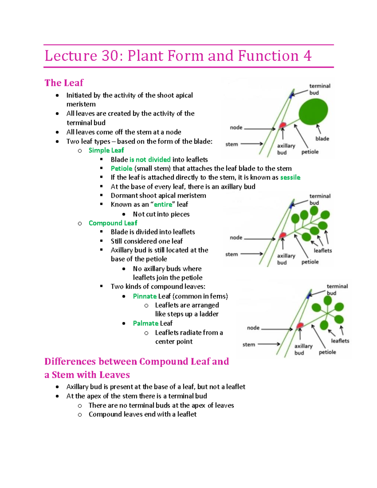 Lecture 30 - Plant leaves - Warning: TT: undefined function: 32 Warning: TT: undefined function ...