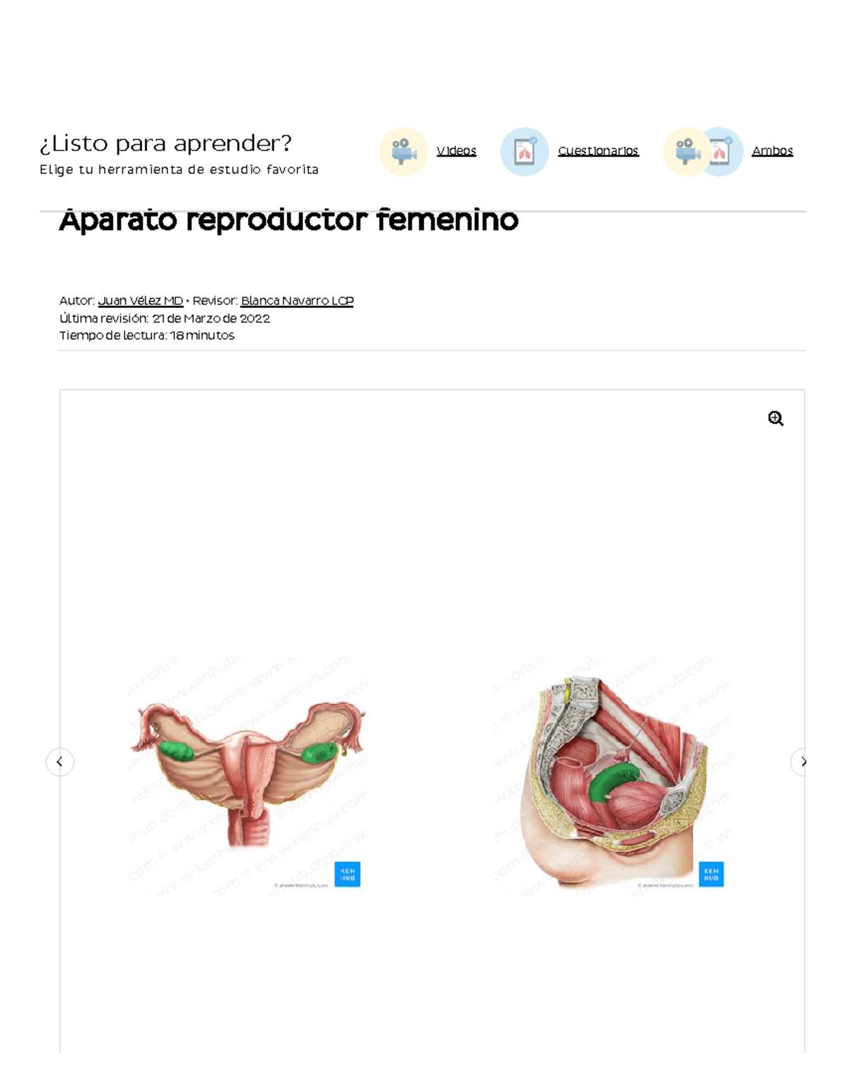 Órganos reproductores femeninos Anatomía y funciones Kenhub - Aparato ...