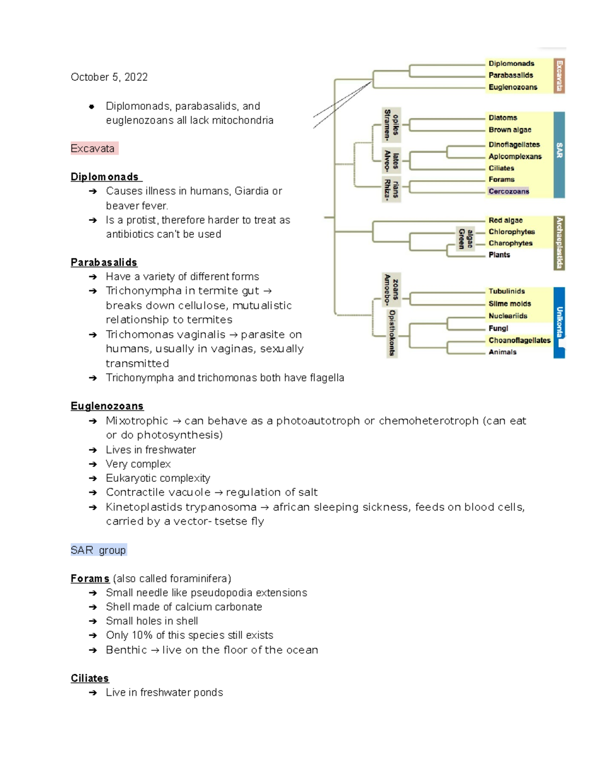 10 5 2022 Bio 1200 - Excavata and SAR groups - October 5, 2022 ...
