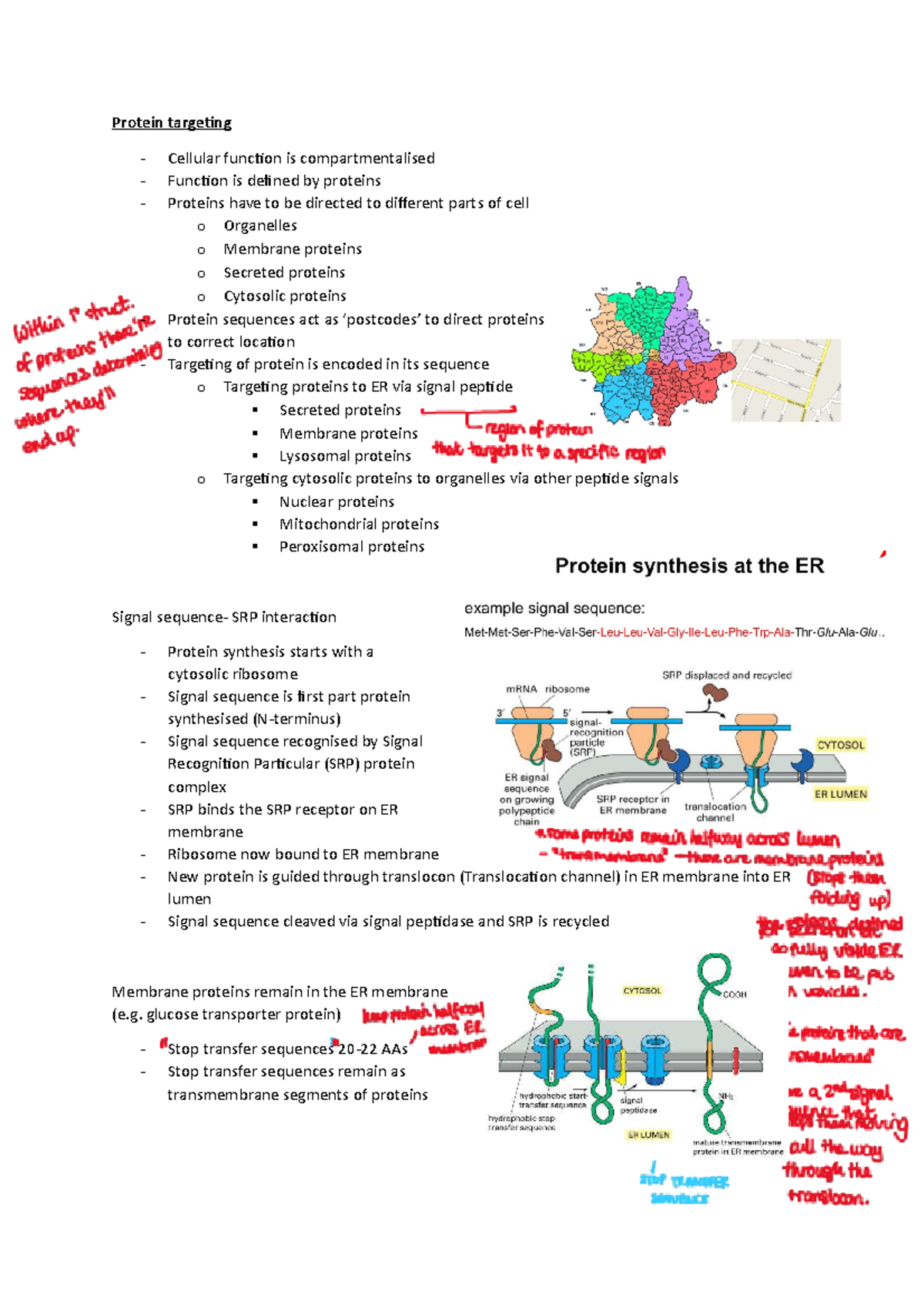 Protein targeting - Protein targeting Cellular function is ...
