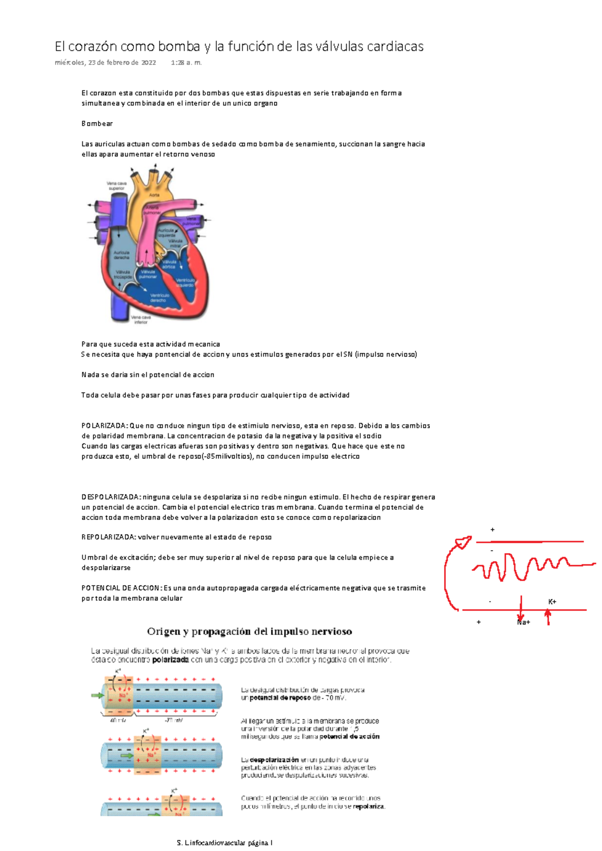 El corazón como bomba y la función de las válvulas cardiacas - El ...