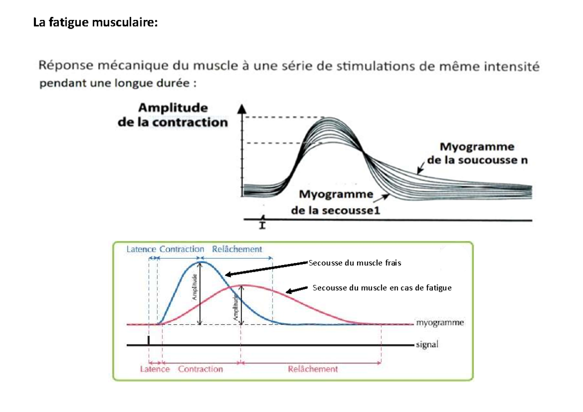 role du muscles strié squelettiques - Secousse du muscle frais Secousse ...