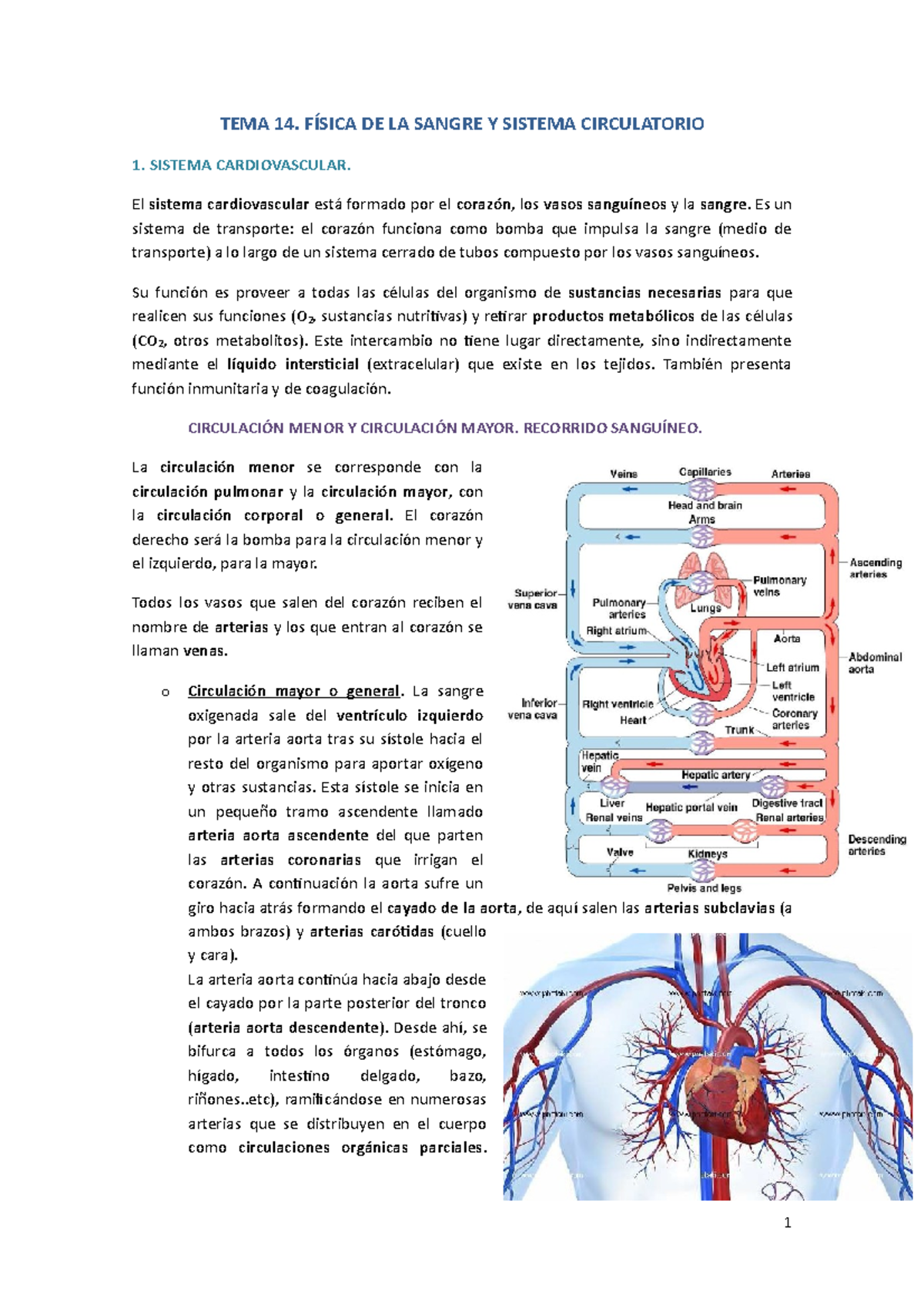 Tema 14. Física de la Sangre y Sistema Circulatorio Corregido - TEMA 14 ...