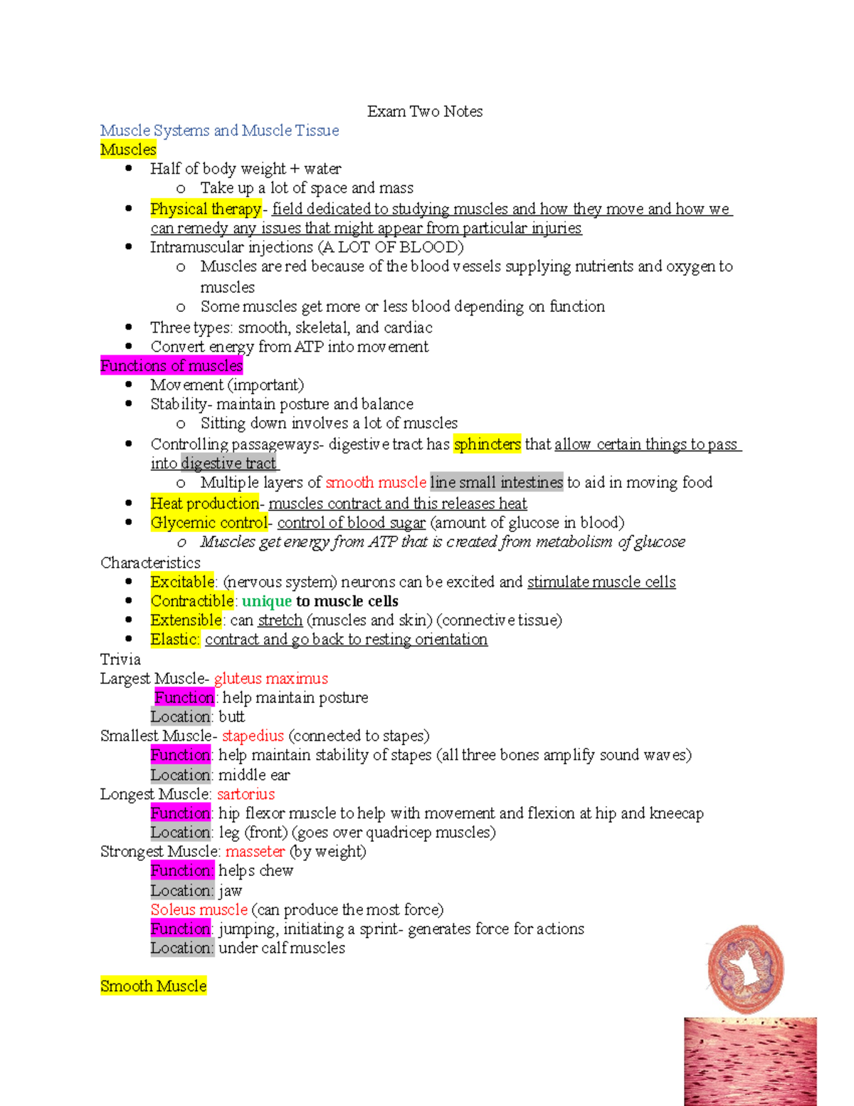 Exam Two Notes - Exam Two Notes Muscle Systems and Muscle Tissue ...