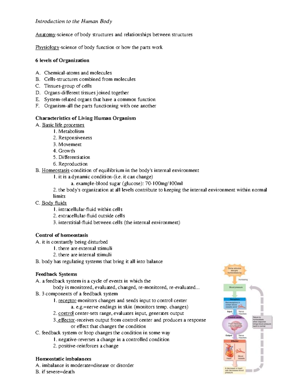 Introduction to the Human Body - Introduction to the Human Body Anatomy ...