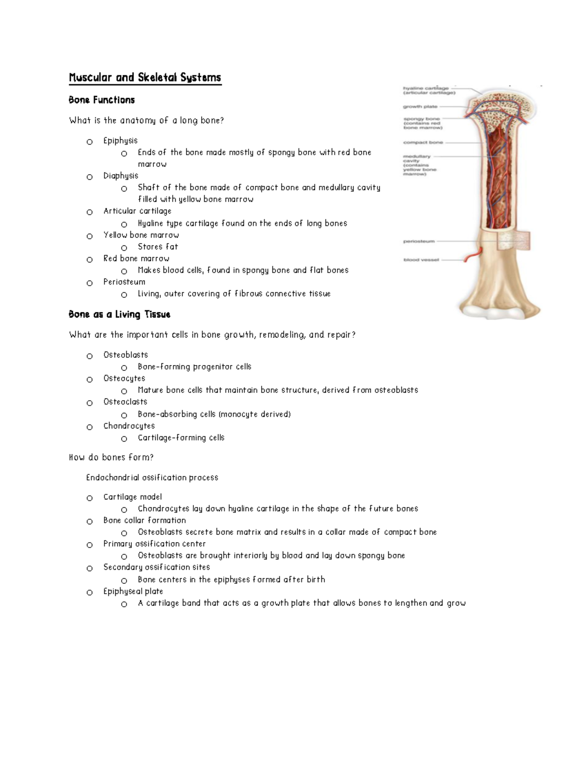 Lecture 4 - notes - Muscular and Skeletal Systems Bone Functions What ...