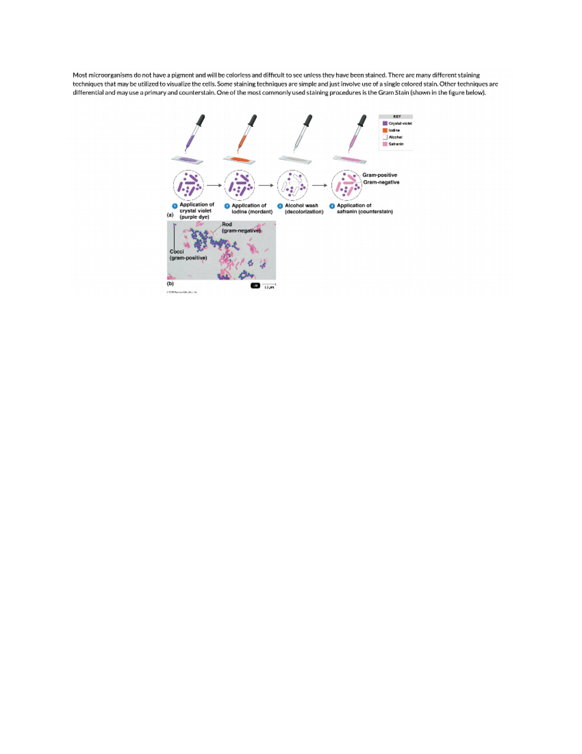 Staining Techniques - Week 2 Additional Notes - BIO 2205 - Studocu