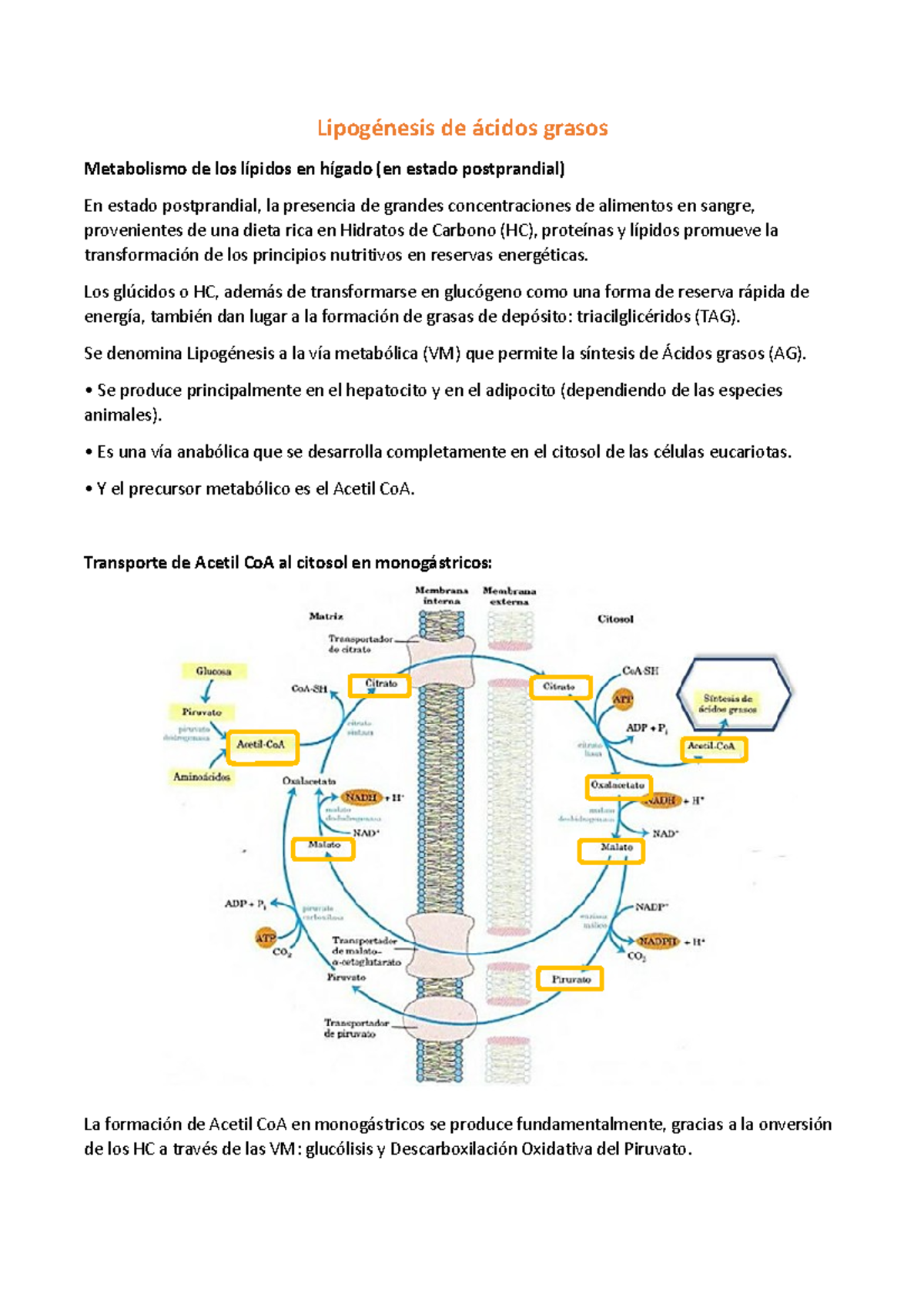 Lipogenesis (cuarto parcial) - Lipogénesis de ácidos grasos Metabolismo ...