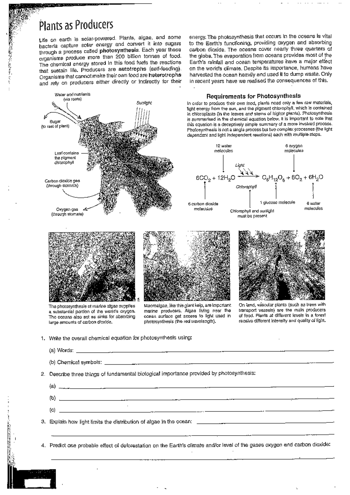 Year 10 Plant Worksheets (Biology) - S4 Plants as Producers Life on ...