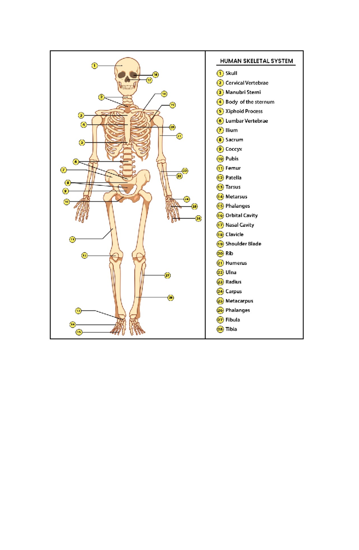 Human-skeleton-model - Bachelor of Science in Nursing - Studocu