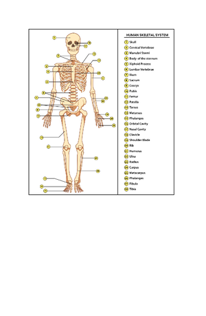 Module 10 - Urinary System - Urinary System Module 10 Knowledge ...