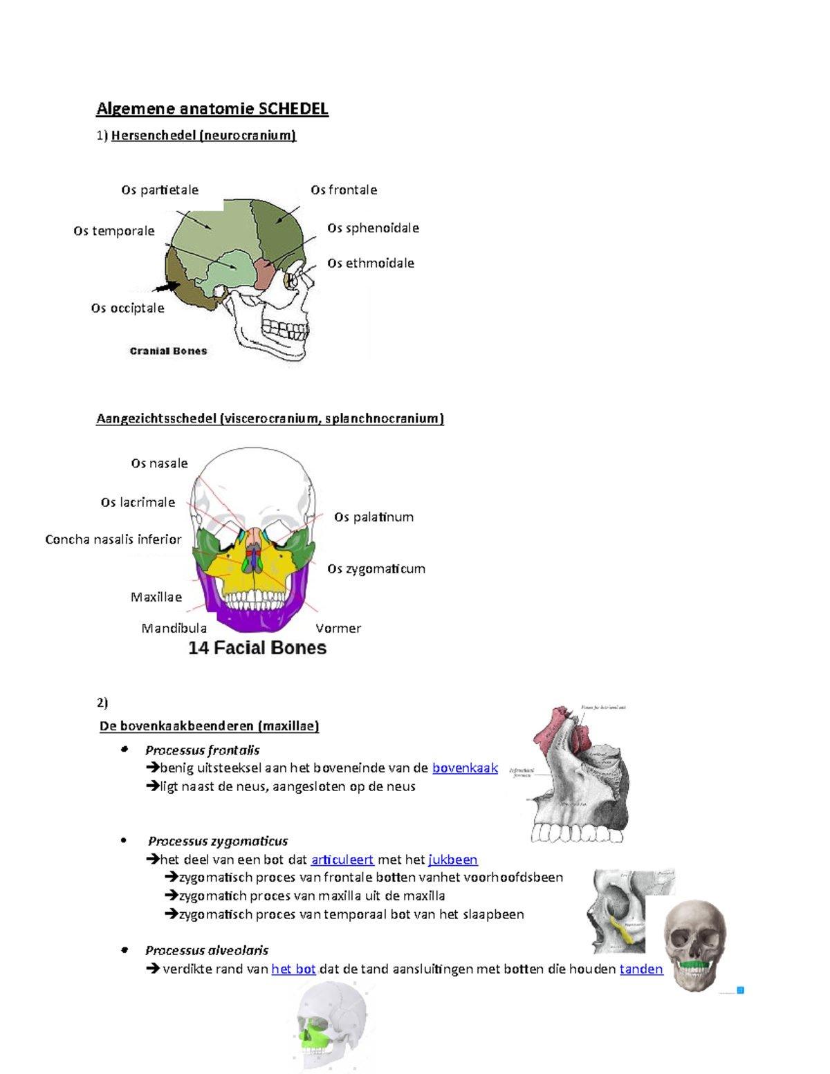 Algemene anatomie Schedel - Algemene anatomie SCHEDEL Hersenchedel ...