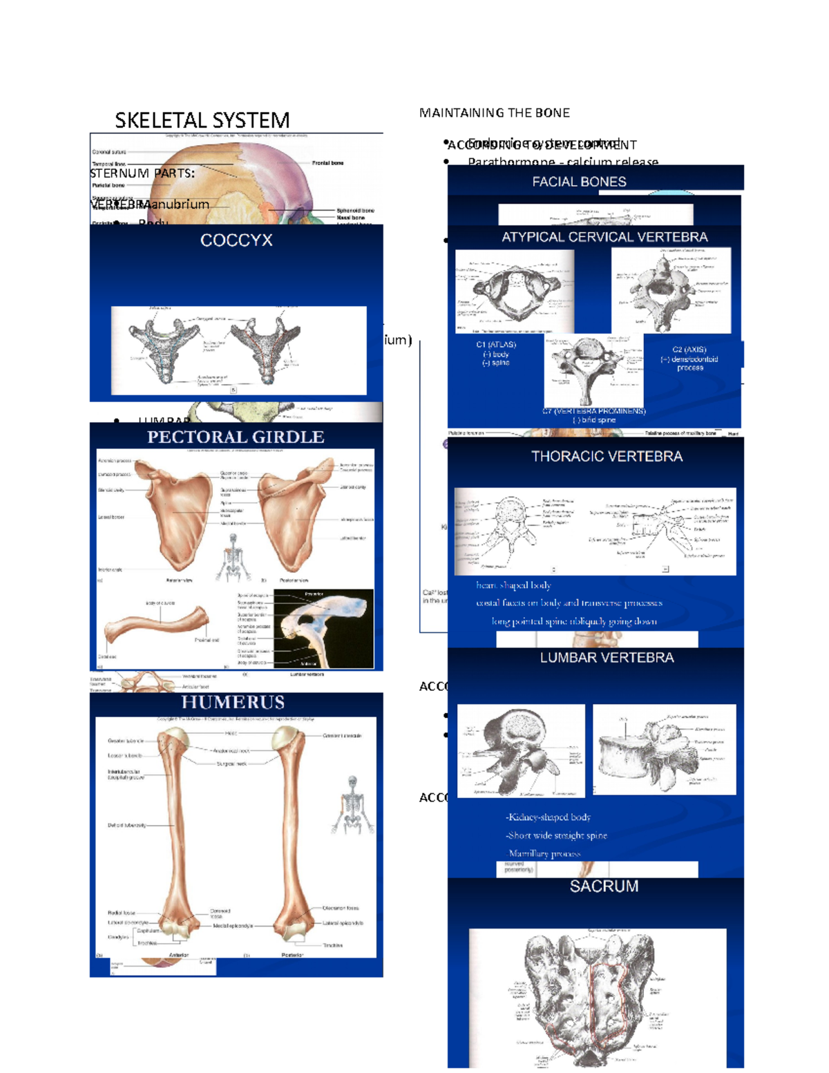 Anaphy Skeletal - REVIEWER - MAINTAINING THE BONE Endocrine system ...