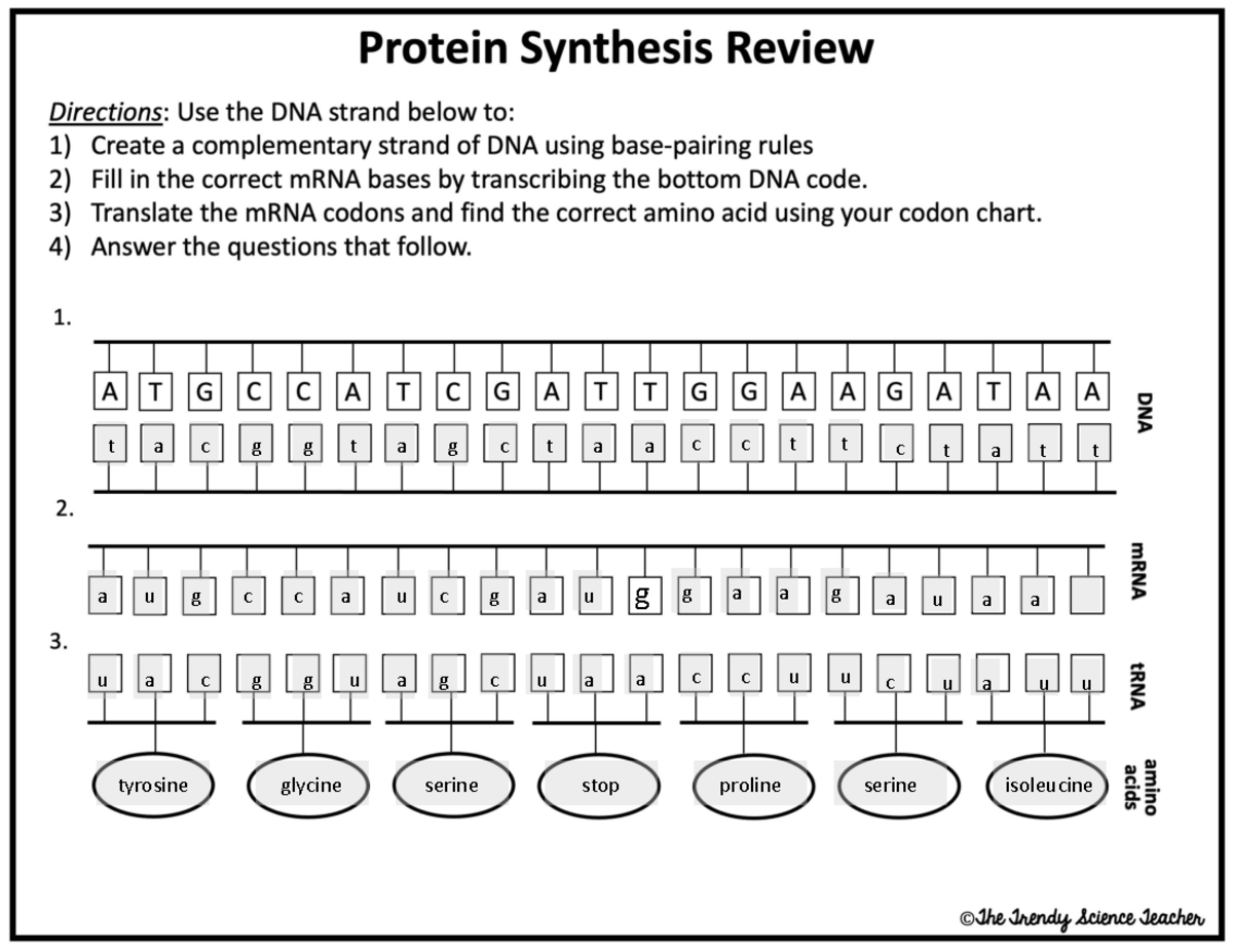 Copy of Protein Synthesis Review - t a c g g t a g c t a a c c t t c t ...