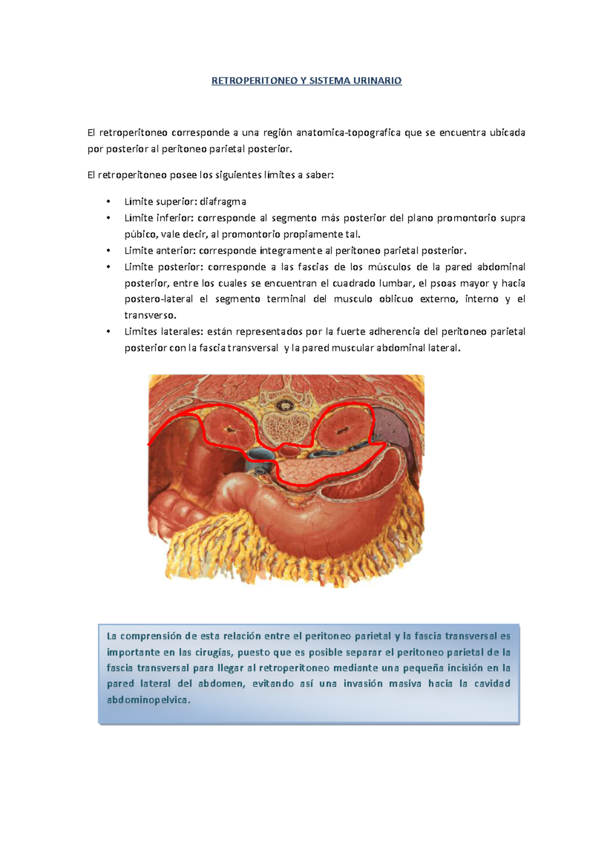 Retroperitoneo y Sistema Urinario - RETROPERITONEO Y SISTEMA URINARIO ...